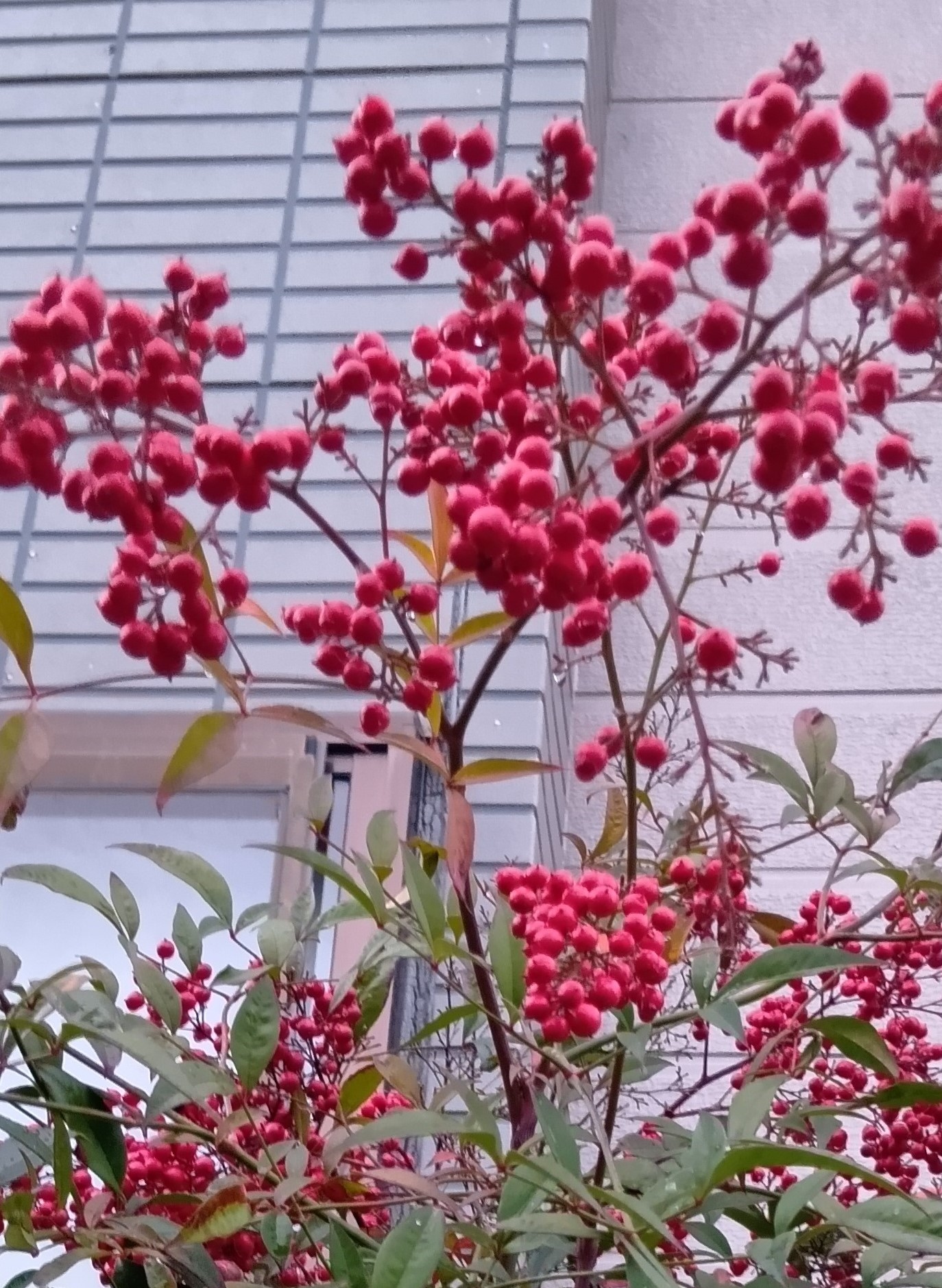 頼もしきかな・・ | 佐々木志津子 見附市議会議員【公式サイト】