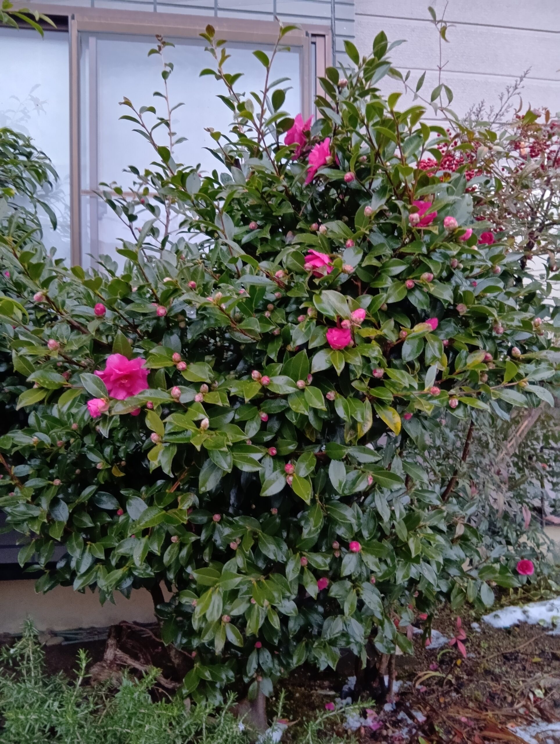 おしゃべり場・・ | 佐々木志津子 見附市議会議員【公式サイト】